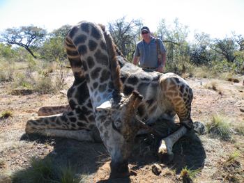 Giraffe Hunting | Africa Hunt Lodge | South Africa Hunts